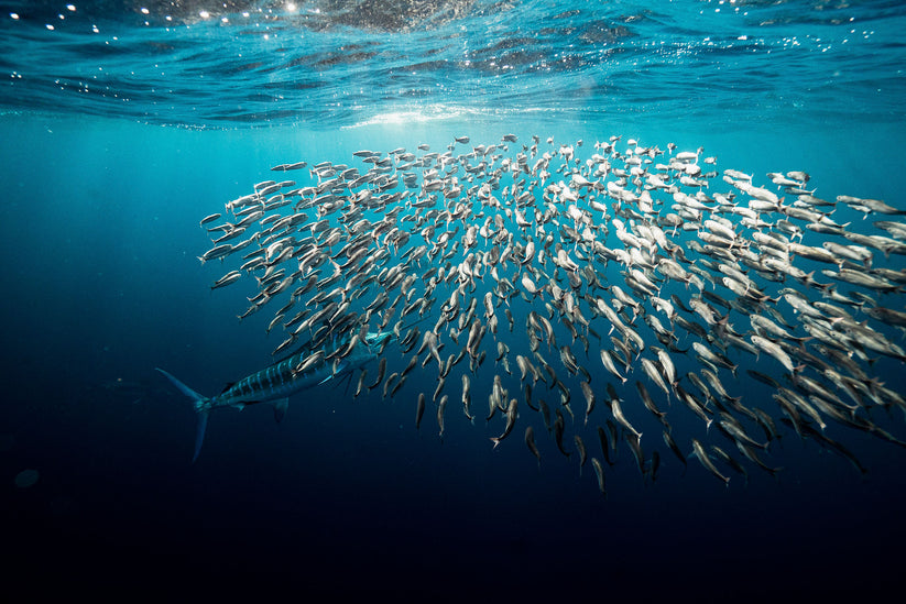 Striped Marlin - Print 02 – In The Wild