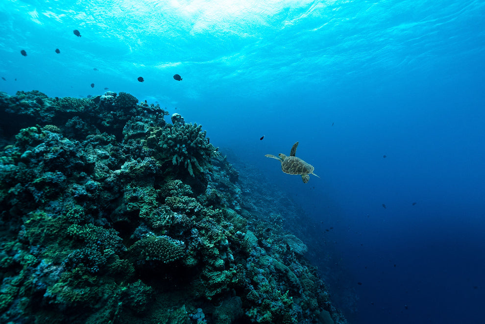 Underwater Collection - Print 03 – In The Wild